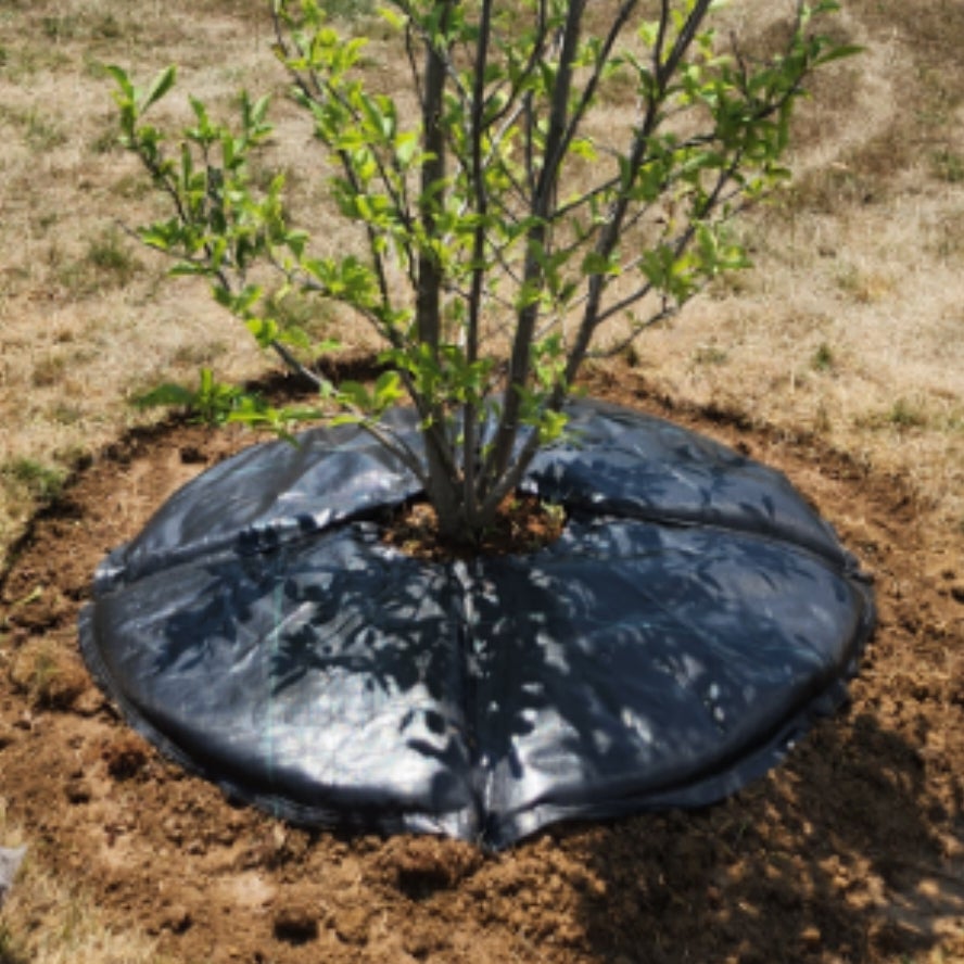 Tree Diaper 24 | Auburn Acres