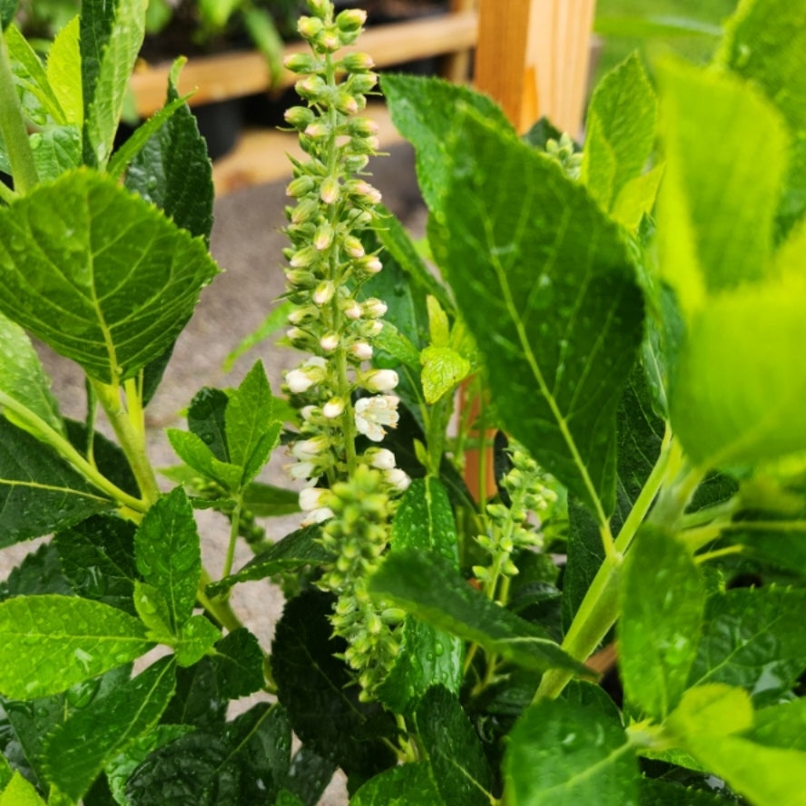 Ruby Spice Summersweet (Clethra alnifolia 'Ruby Spice') | Auburn Acres