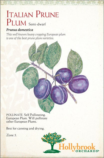 Italian Prune European Plum (Prunus domestica 'Italian Prune') 7 gallon ...