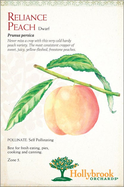 Reliance Peach (Prunus persica 'Reliance') 7 gallon | Auburn Acres