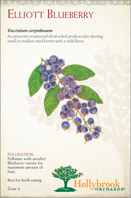 Elliott blueberry (Vaccinium elliottii) 2 gallon