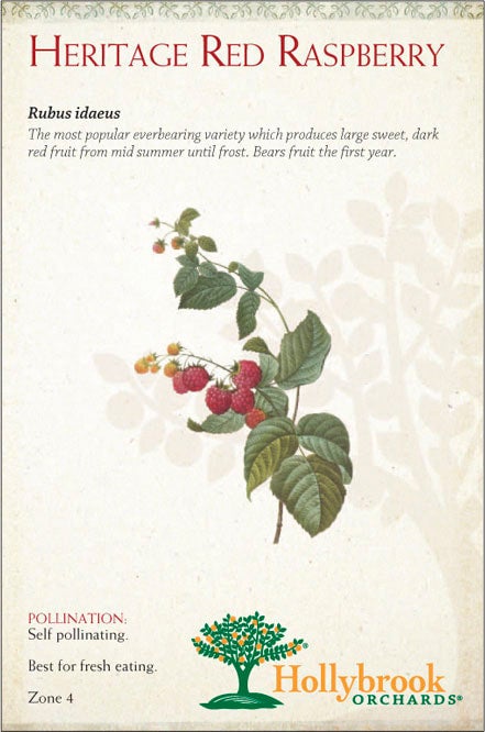 Heritage Red Raspberry (Rubus idaeus 'Heritage') 2 gallon | Auburn Acres