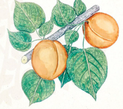 Goldcot Apricot (Prunus armeniaca 'Goldcot') 7 gallon | Auburn Acres