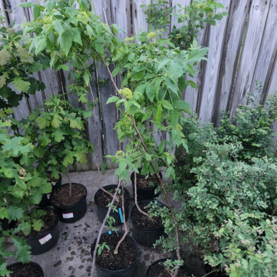 Hoptree, Wafer Ash (Ptelea trifoliata) | Auburn Acres