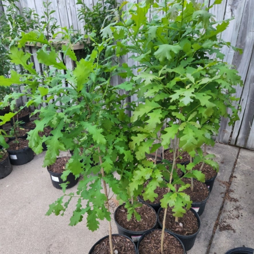 Bur Oak (Quercus macrocarpa) | Auburn Acres