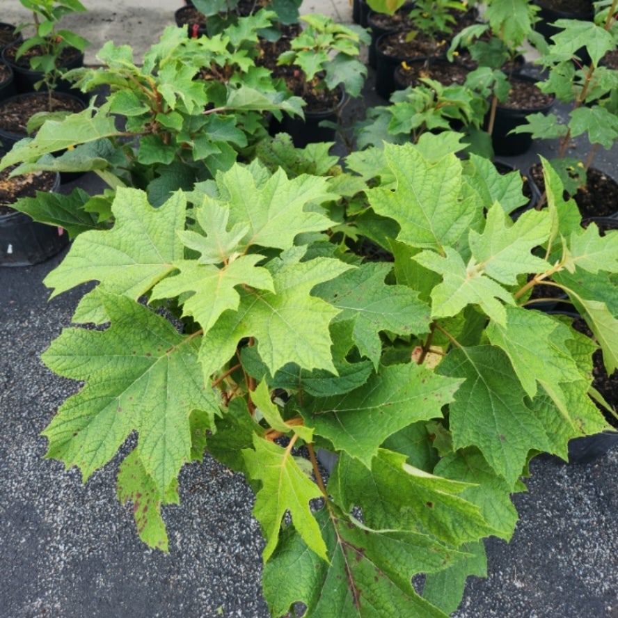 Ruby Slippers Oakleaf Hydrangea Hydrangea Quercifolia Ruby Slippers 1065